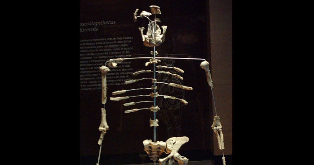 30 novembre 1974 : Découverte de Lucy en Afrique | Éphémérides | Les as ...