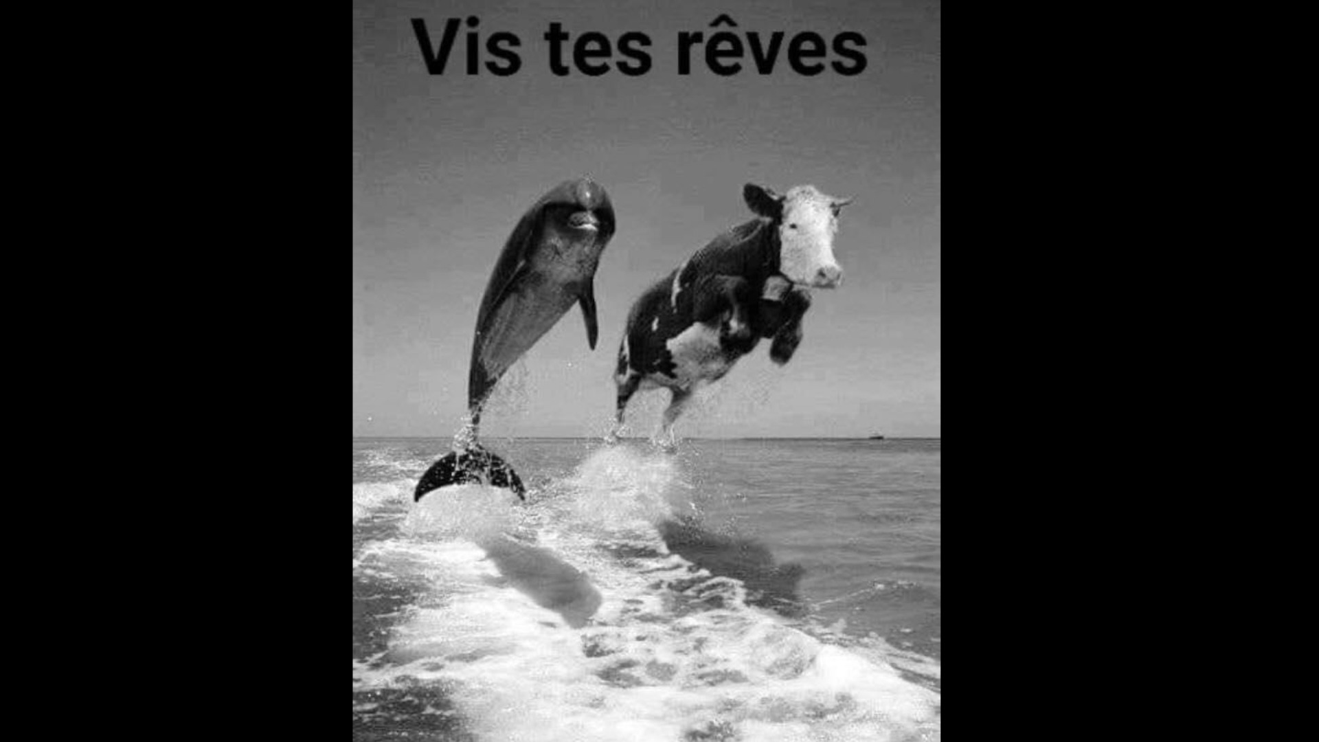 Les vaches en cavale inspirent des créateurs! | Articles | Les as de l'info