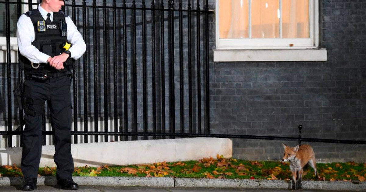 Les animaux envahissent les grandes villes! | Articles | Les as de l'info