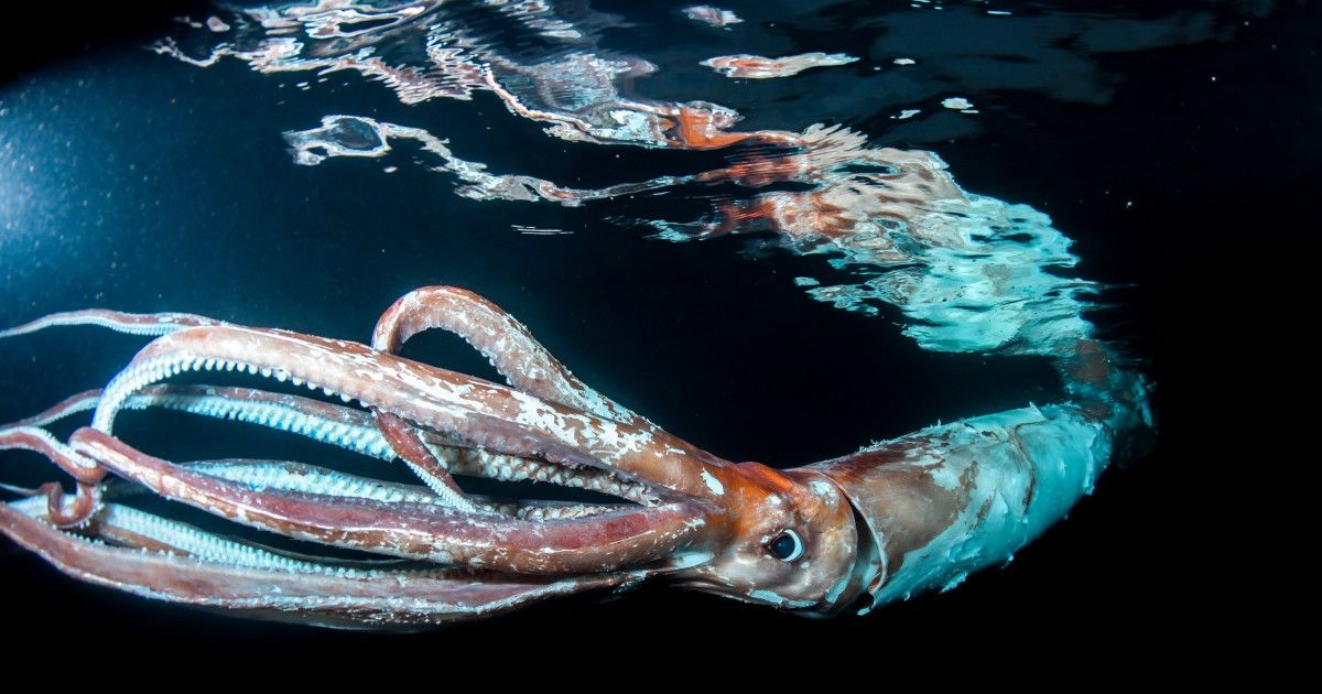 Un calmar géant filmé en pleine mer |Quand les animaux font les ...