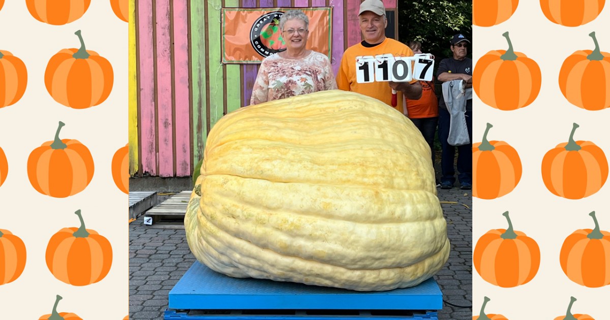 Attention: citrouille géante! | Articles | Les as de l'info