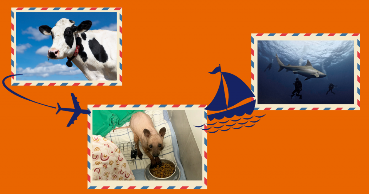 Des requins timides, des vaches qui rotent et un mystérieux animal ...