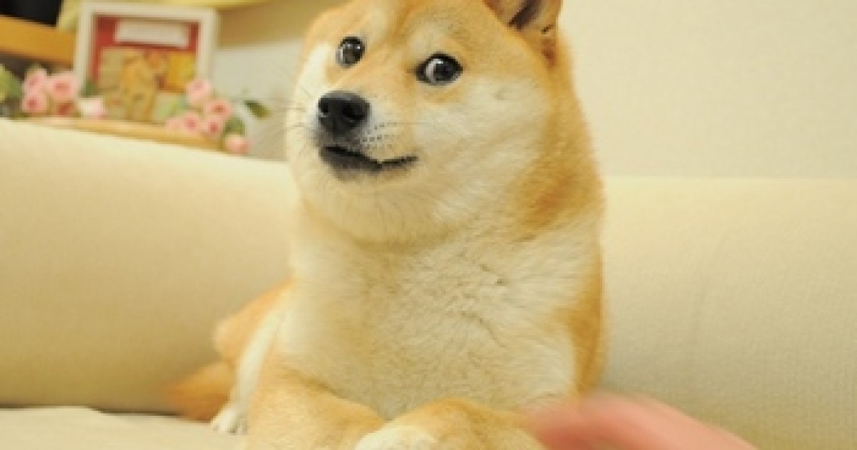 La célèbre chienne du mème «Doge» est décédée 😥 | Articles | Les as de ...