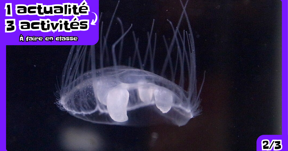 Activité pédagogique (2): Une méduse intruse dans les lacs du Québec 👀 ...