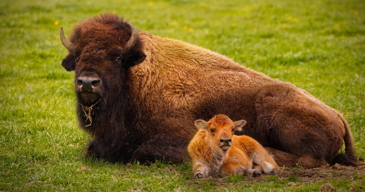 Les bisons sont de retour dans les Prairies! | Articles | Les as de l'info