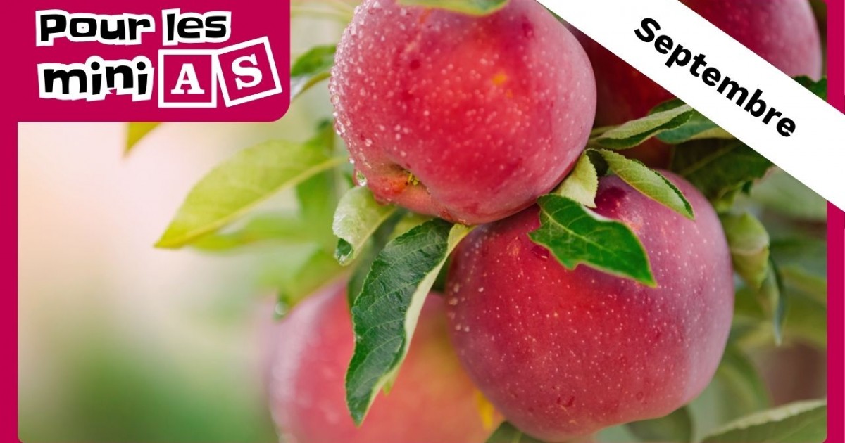 Pour les Mini As - Tomber dans les pommes | Articles | Les as de l'info