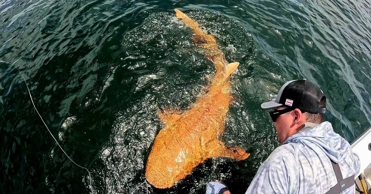 Un requin orange a été découvert et ce n’est pas un poisson d’avril ...