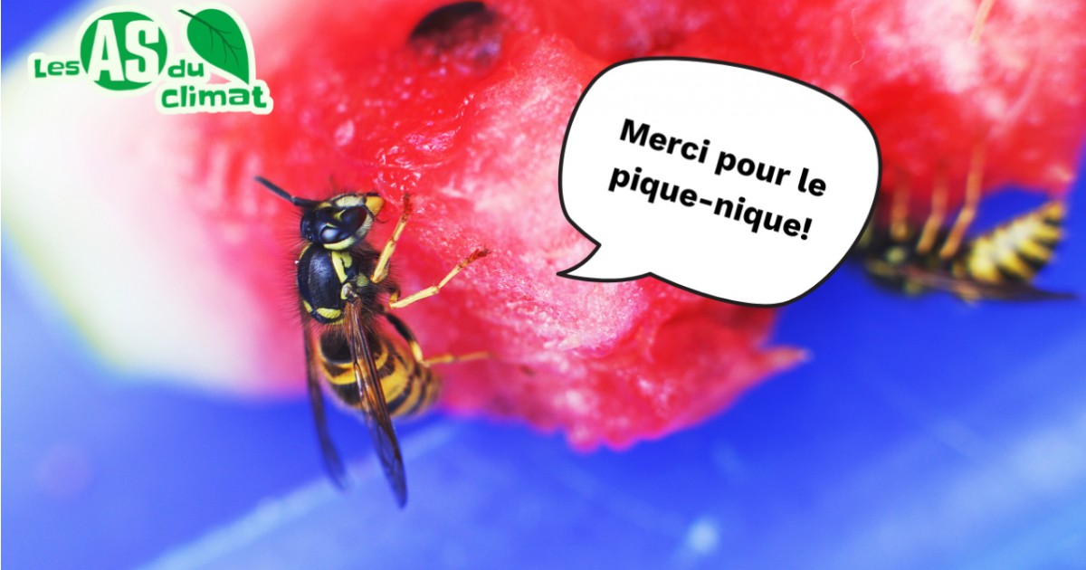 Ça bourdonne de guêpes au Québec | Articles | Les as de l'info