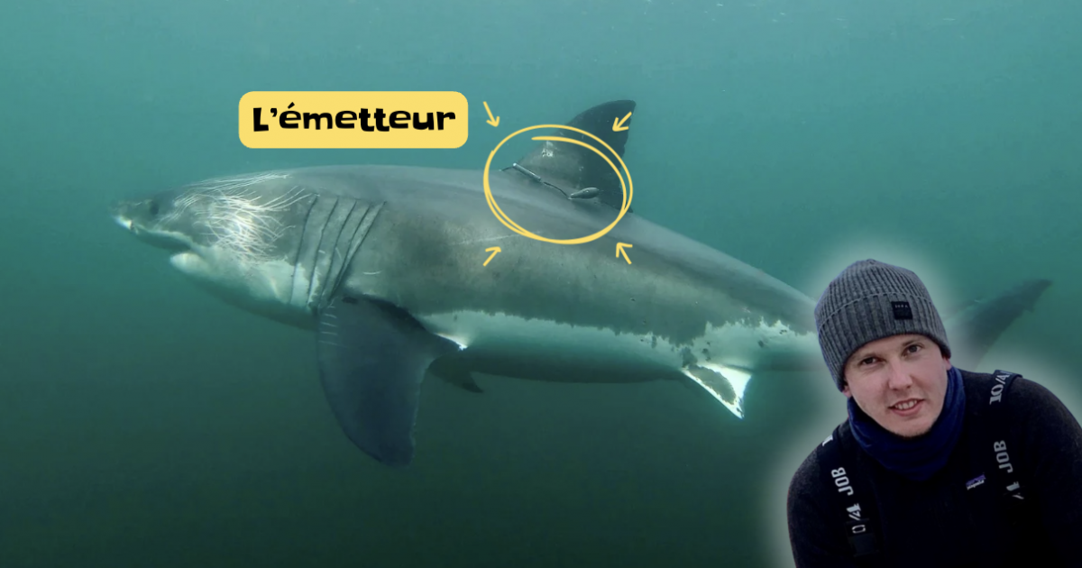 Même pas peur! Le biologiste qui pose des émetteurs sur l'aileron des ...