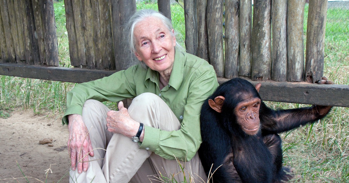 Adieu Jane Goodall, grande alliée des chimpanzés | Articles | Les as de ...